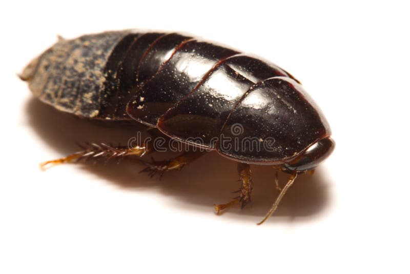 The Giant Burrowing Cockroach Stock Image - Image of disgust, arthropod ...