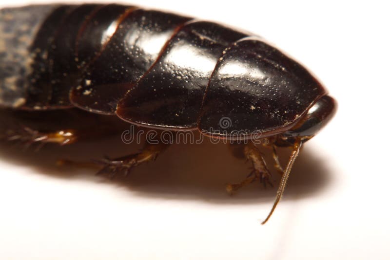 Australian Giant Burrowing Cockroach Stock Photos - Free & Royalty-Free ...