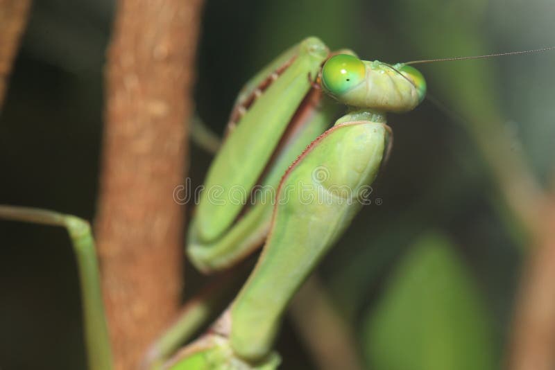 Giant Rainforest Mantis stock photo. Image of isolated - 31167052