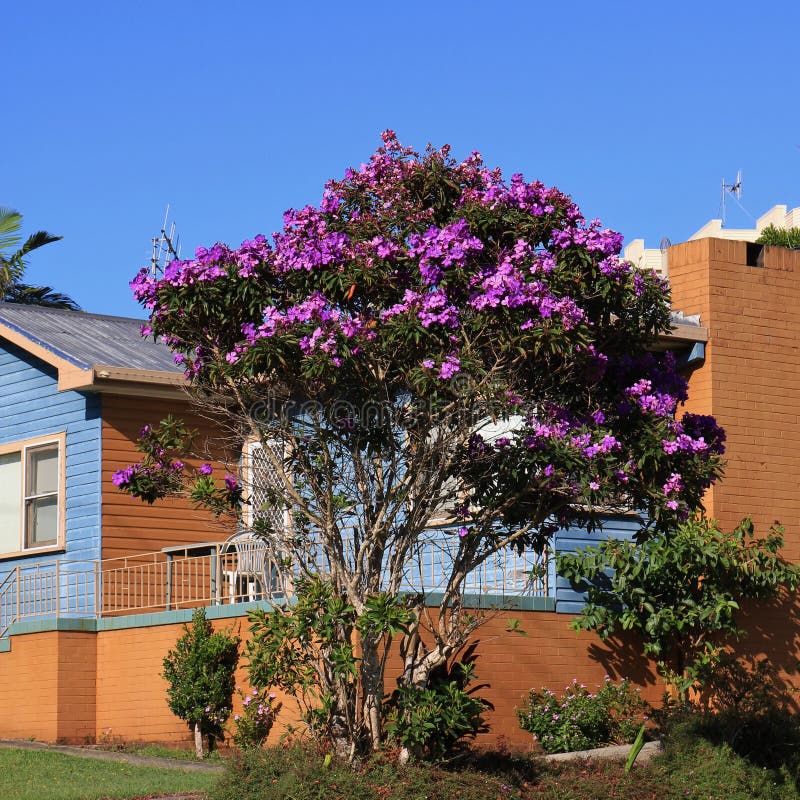 Australian Glory Flower Bush Stock Photo - Image of flora, shrubs ...