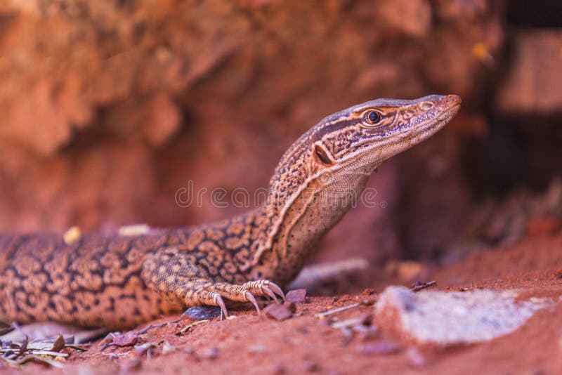 Australian Goanna Lizard, Head Turned To Face Camera Stock Image ...