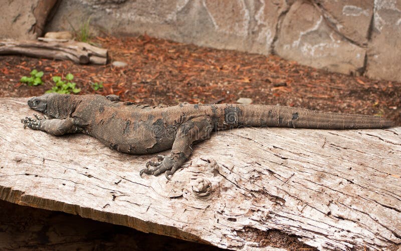 Australian Goanna, Sleeping on a Log Stock Image - Image of monitor ...