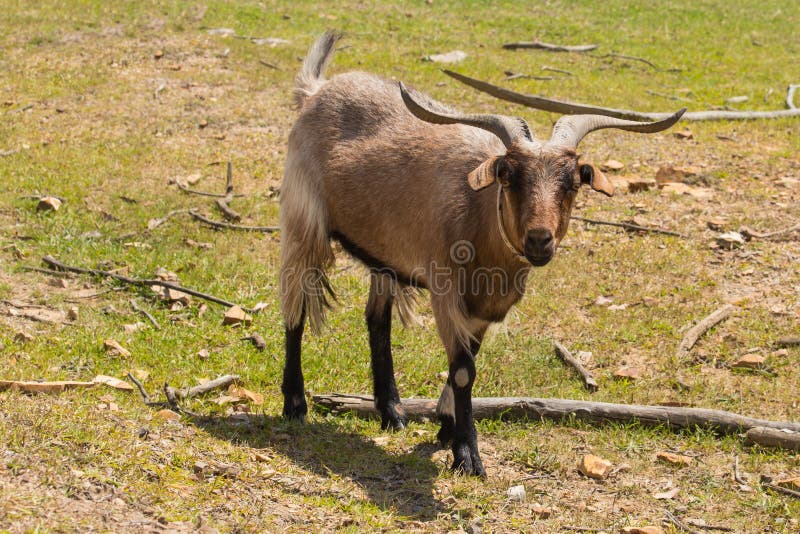 Australian Goat stock photo. Image of animals, wild, animal - 81496688
