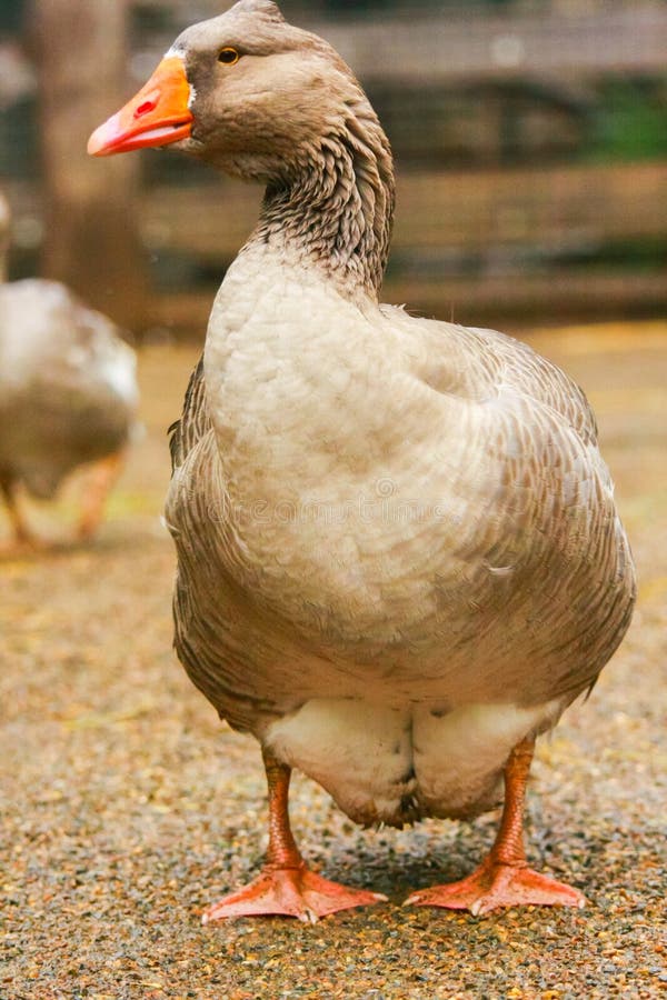 402 Goose Front View Stock Photos - Free & Royalty-Free Stock Photos ...
