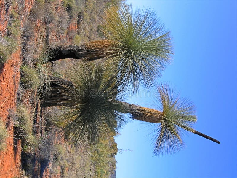 Australian grass tree editorial stock image. Image of green - 4951844