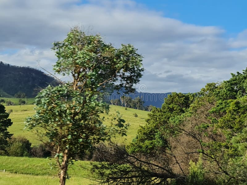 Australian Grassy Plains and Greenery Stock Image - Image of greenery ...
