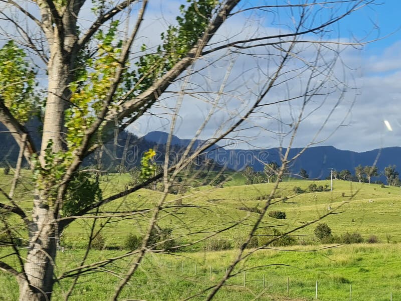 Australian Grassy Plains and Greenery Stock Image - Image of leaf ...