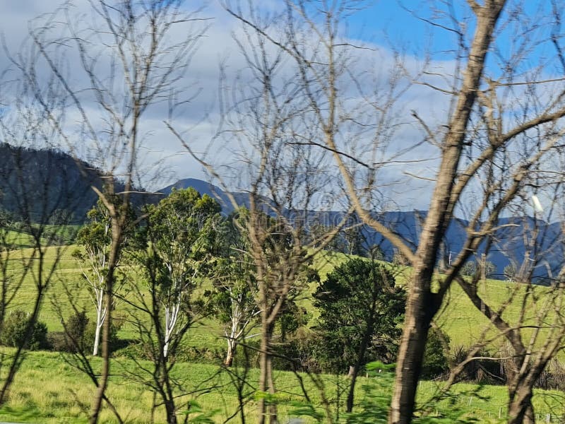 Australian Grassy Plains and Greenery Stock Photo - Image of tree ...