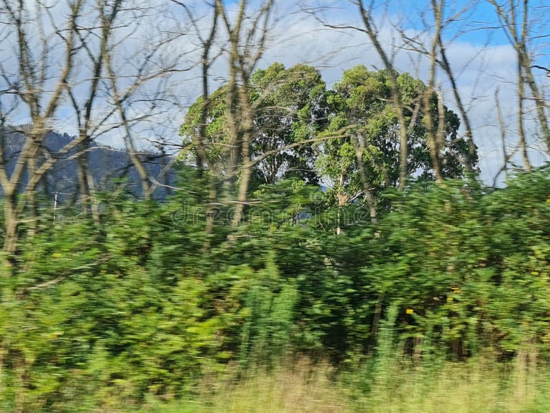Australian Grassy Plains and Greenery Stock Photo - Image of branch ...