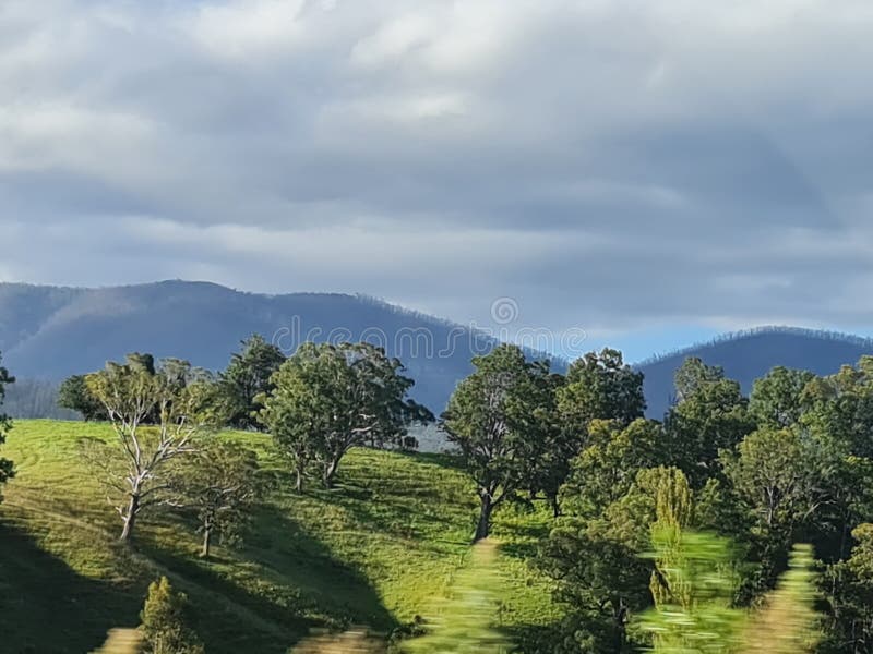 Australian Grassy Plains and Greenery Stock Image - Image of branch ...