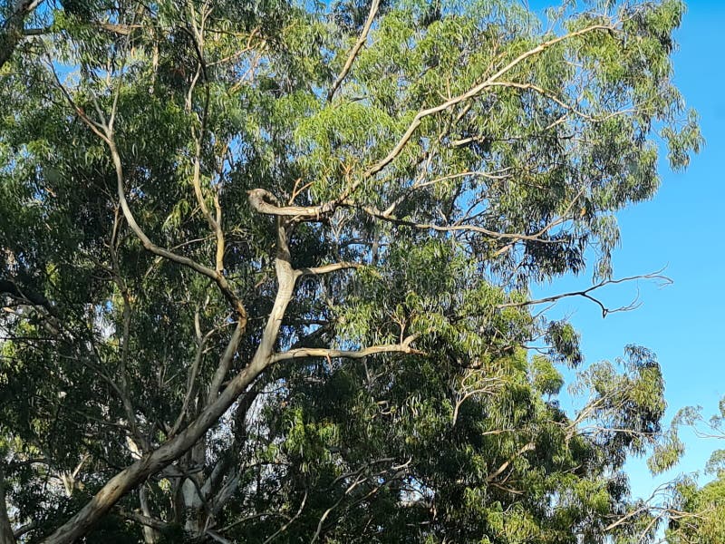 Australian Grassy Plains and Greenery Stock Photo - Image of tree ...