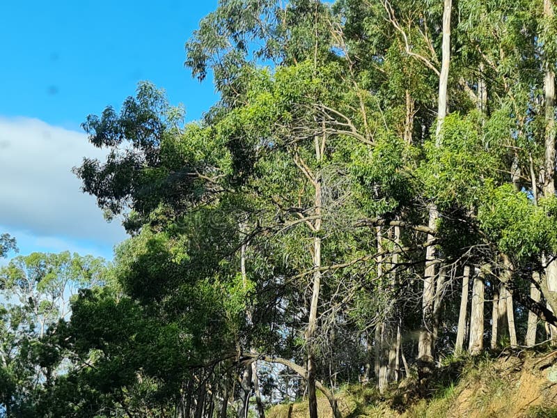 Australian Grassy Plains and Greenery Stock Photo - Image of woodland ...