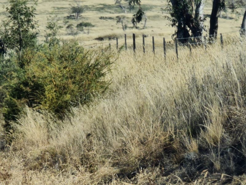 Australian Grassy Plains and Greenery Stock Image - Image of plain ...