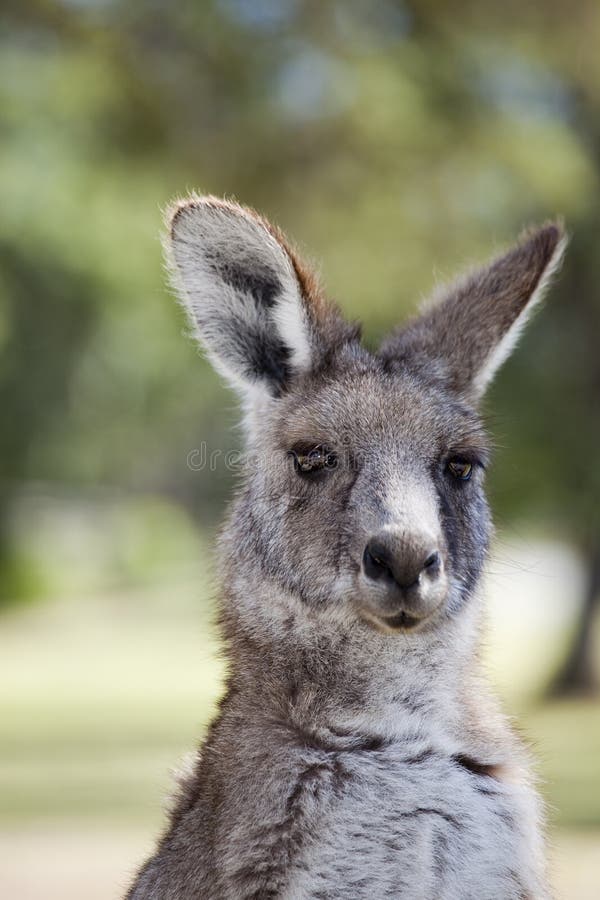 Kangaroo Face Close Up Shot Stock Image - Image of close, tomango: 84927475