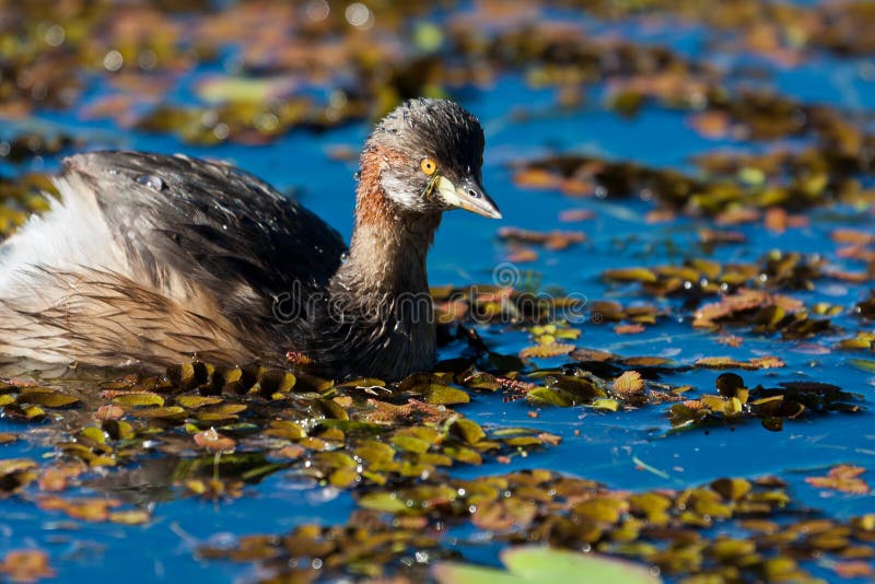 Australian Grebe stock image. Image of marsh, marshbird - 19624407