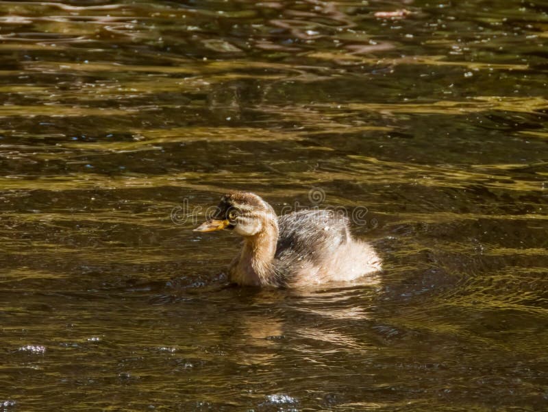 Australian Grebe in Western Australia Stock Image - Image of brown ...