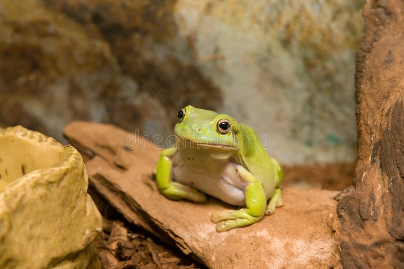 Australian green tree frog stock photo. Image of fauna - 21913526