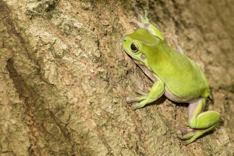 Green Tree Frog on Large Green Leaf Stock Image - Image of tucked, rain ...