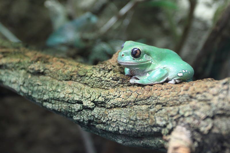 Australian green tree frog stock photo. Image of amphibian - 363279516
