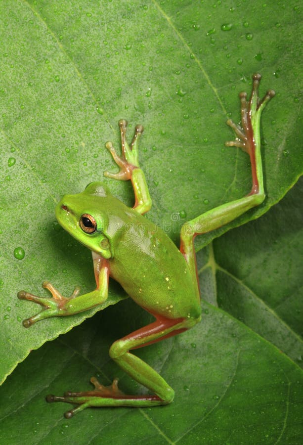 Green frog climbing a leaf stock image. Image of litoria - 29724501