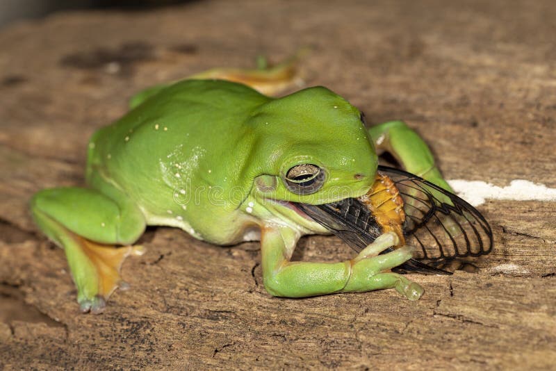 Australian Green Tree Frog stock photo. Image of feeding - 263862786