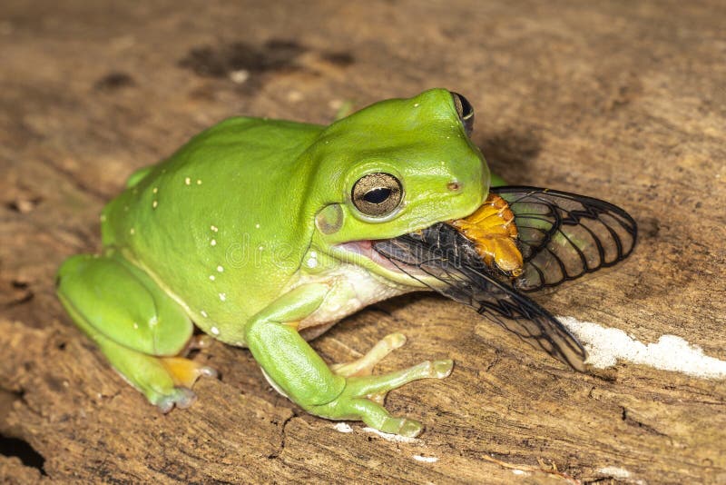 Australian Green Tree Frog stock image. Image of cicada - 263862797