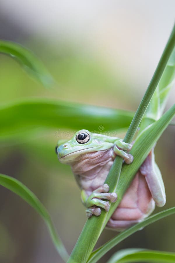 Australian Green Tree Frog stock image. Image of hidden - 45405775
