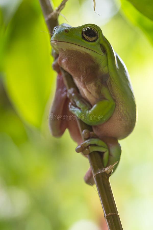 Australian Green Tree Frog stock photo. Image of macro - 45542998