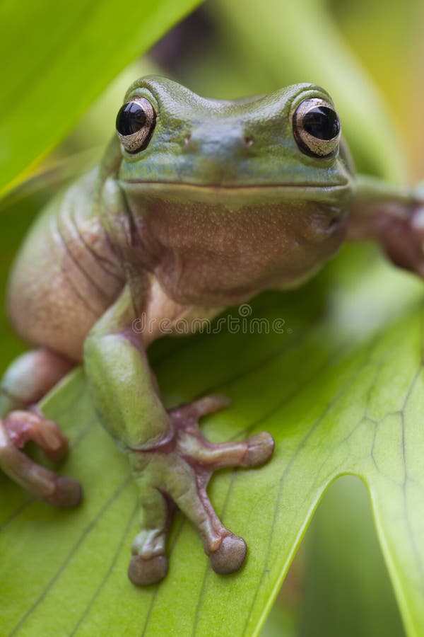 Australian Green Tree Frog stock image. Image of environment - 45293071