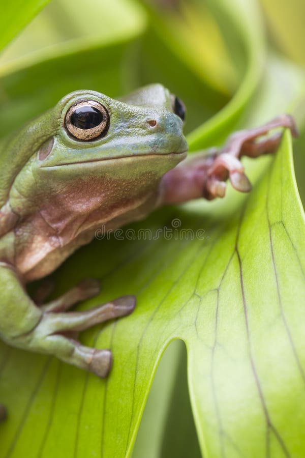 Australian Green Tree Frog stock image. Image of jungle - 45543089