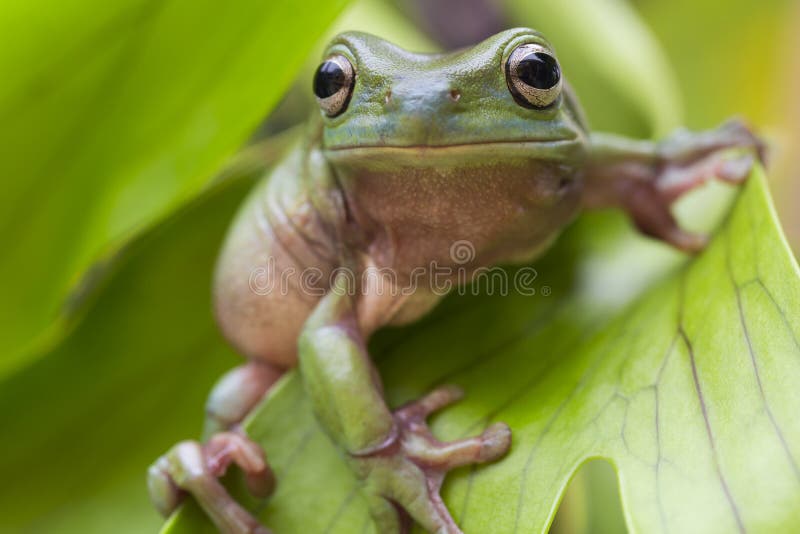 Australian Green Tree Frog stock image. Image of frog - 45543039