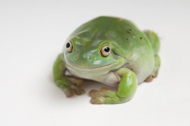 Side View Australian Green Tree Frog Stock Photos - Free & Royalty-Free ...