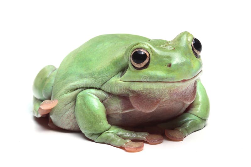 Litoria Caerulea the Australian Dumpy Tree Frog is Sitting on Gloved ... Litoria Caerulea the Australian Dumpy Tree Frog is Sitting on Gloved ...