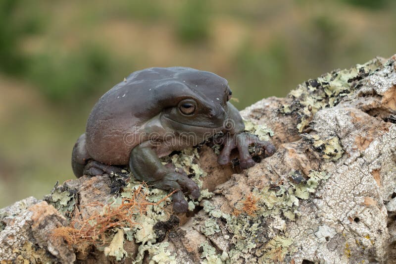 Australian green tree frog stock photo. Image of cute - 350098122