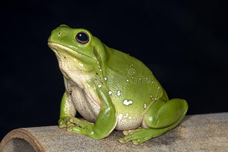 Green Tree Frog stock photo. Image of australian, nature - 241690872