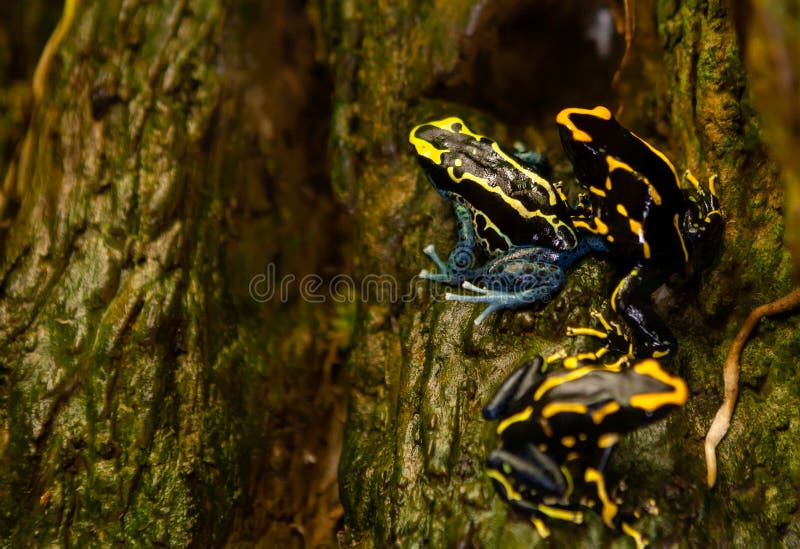 Ranoidea Caerulea Stock Photos - Free & Royalty-Free Stock Photos from ...