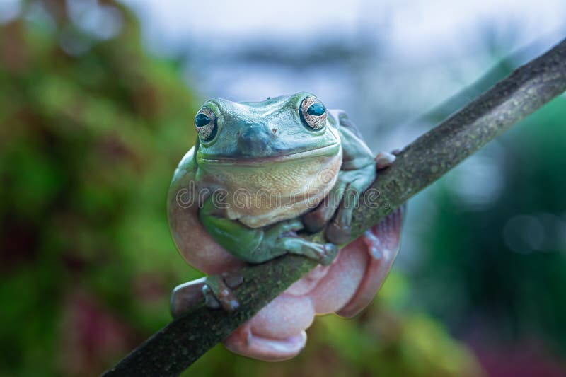 Australian Green Tree Frog Sitting Quietly As a Photo Object Model ...