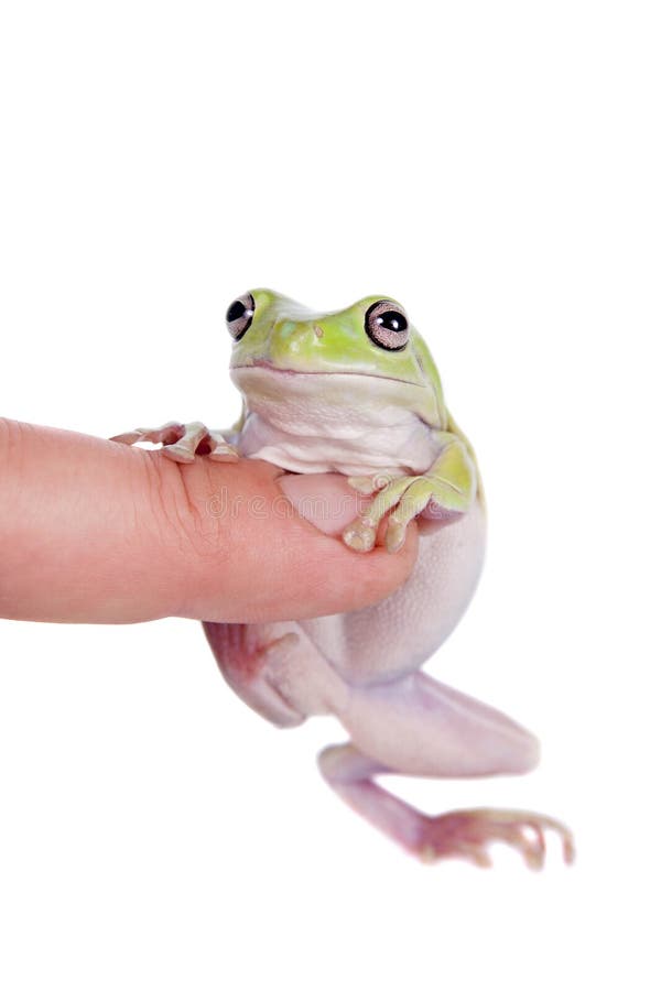 Australian Green Tree Frog on White Background Stock Image - Image of ...