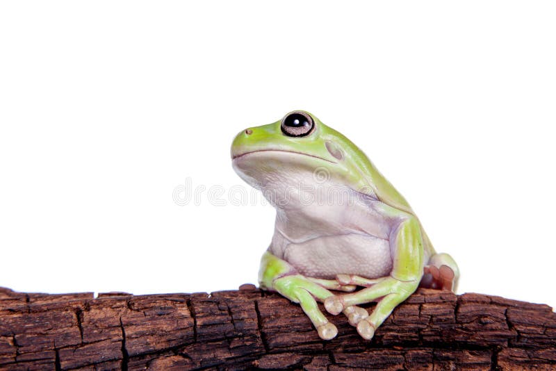 Australian Green Tree Frog on White Background Stock Image - Image of ...