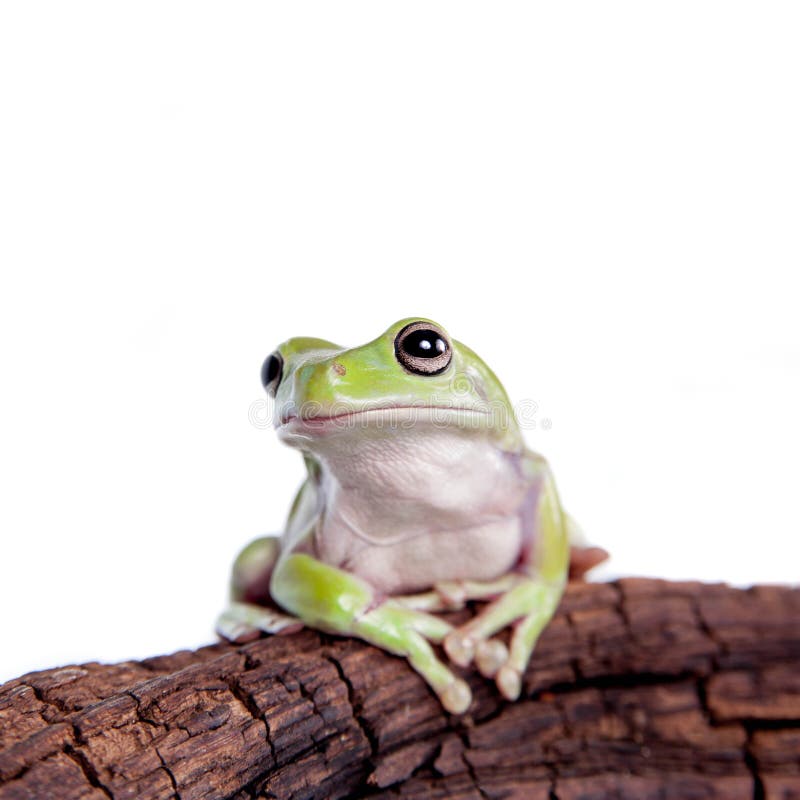 Australian Green Tree Frog on White Background Stock Image - Image of ...