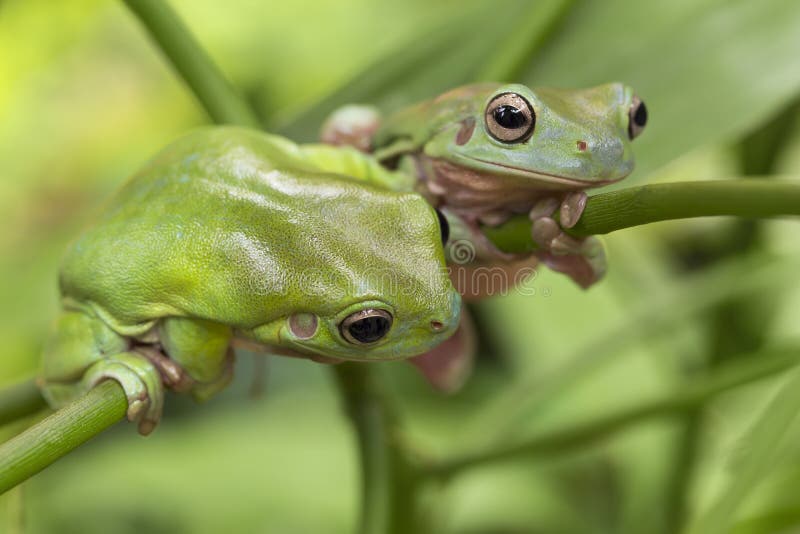 Two Australian tree frogs stock image. Image of animal - 7821609