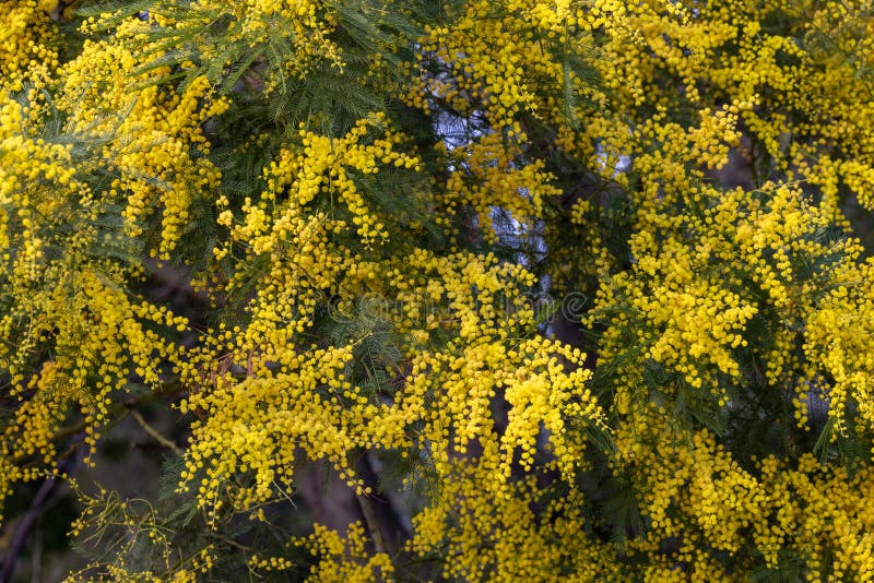 Australian Green Wattle stock photo. Image of nature - 287001308