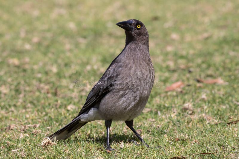 Australian Currawong Sits in a Tree Stock Photo - Image of australian ...