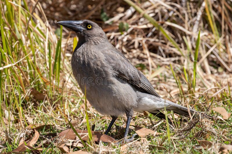 Grey Currawong stock photo. Image of fauna, australia - 220369760