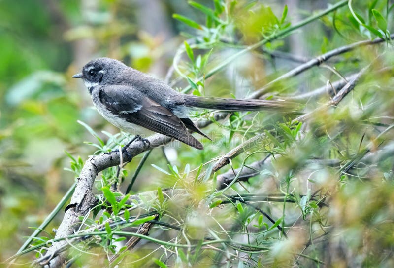 Australian Grey Fantail in Tree Sat on a Branch Stock Photo - Image of ...