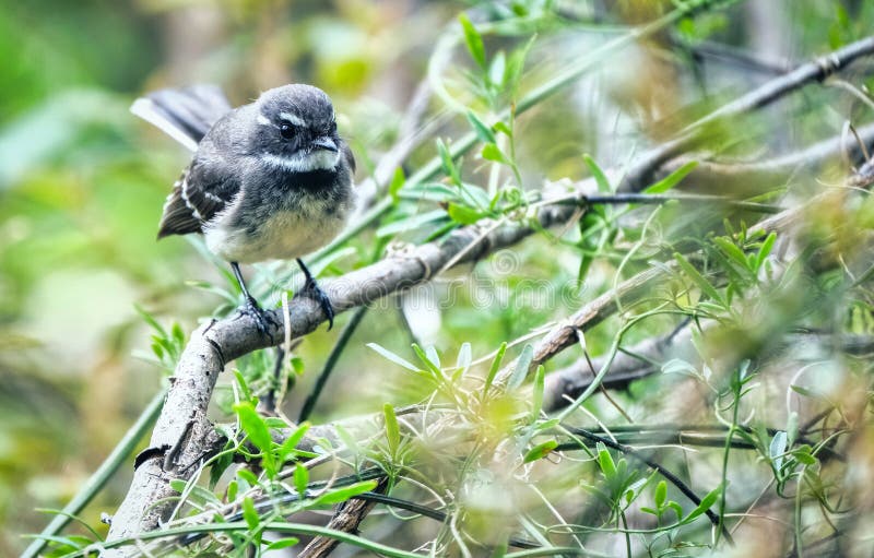 Australian Grey Fantail in Tree Sat on a Branch Stock Photo - Image of ...