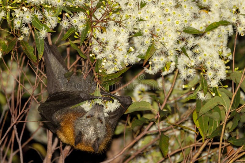 Grey-headed Flying fox stock image. Image of pollination - 305002893