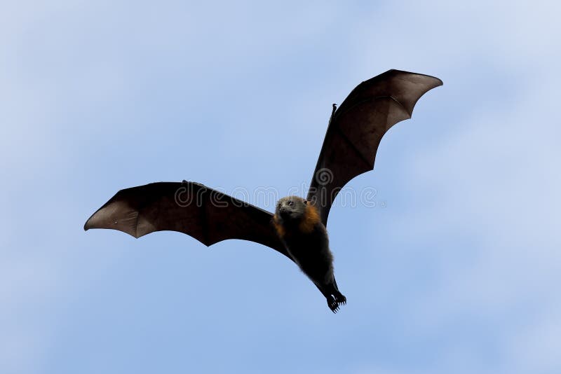 Australian Grey-headed Flying Fox Stock Photo - Image of poliocephalus ...