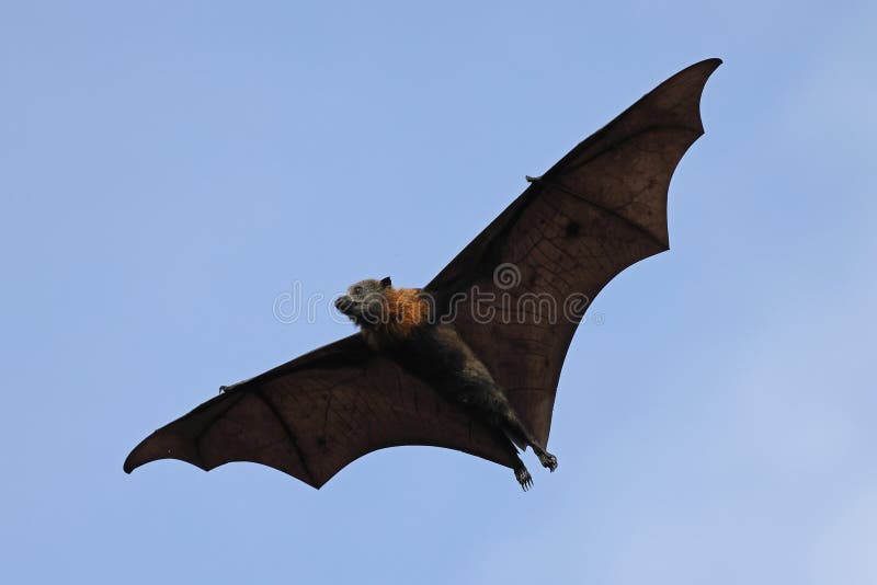 Grey-headed Flying Fox stock photo. Image of headed - 282720800