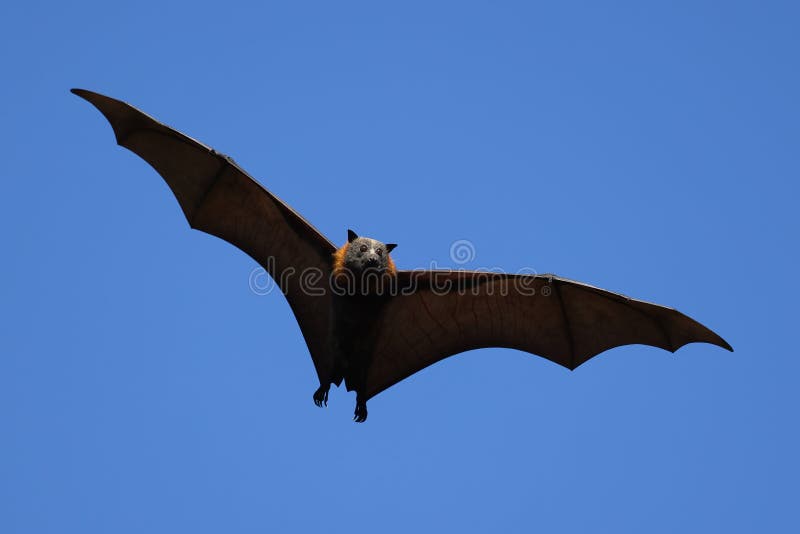 Australian Grey-headed Flying Stock Image - Image of blue, pteropus ...
